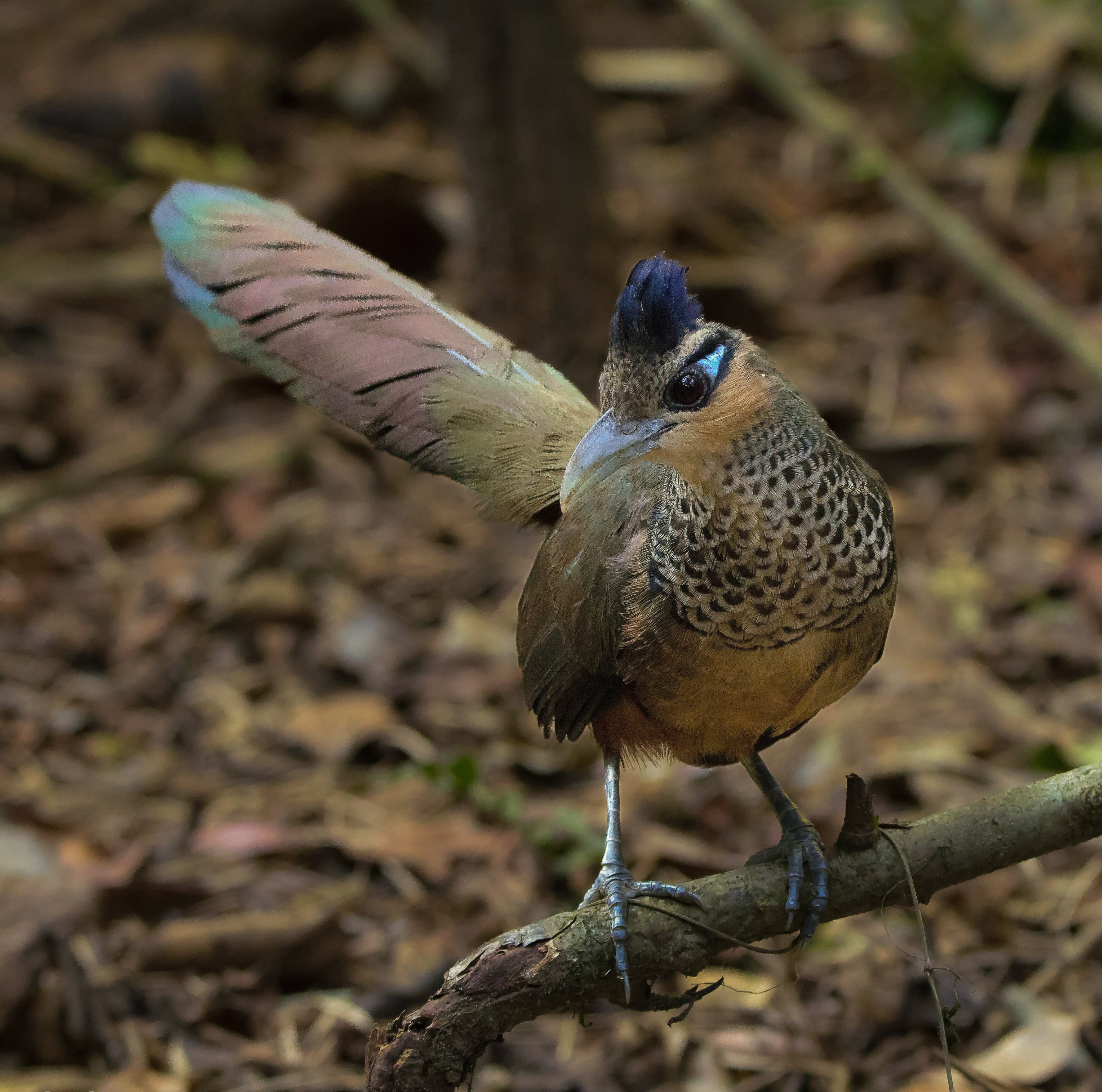 Guia de natureza flagra jacu-estalo-escamoso em Alta Floresta, MT | G1