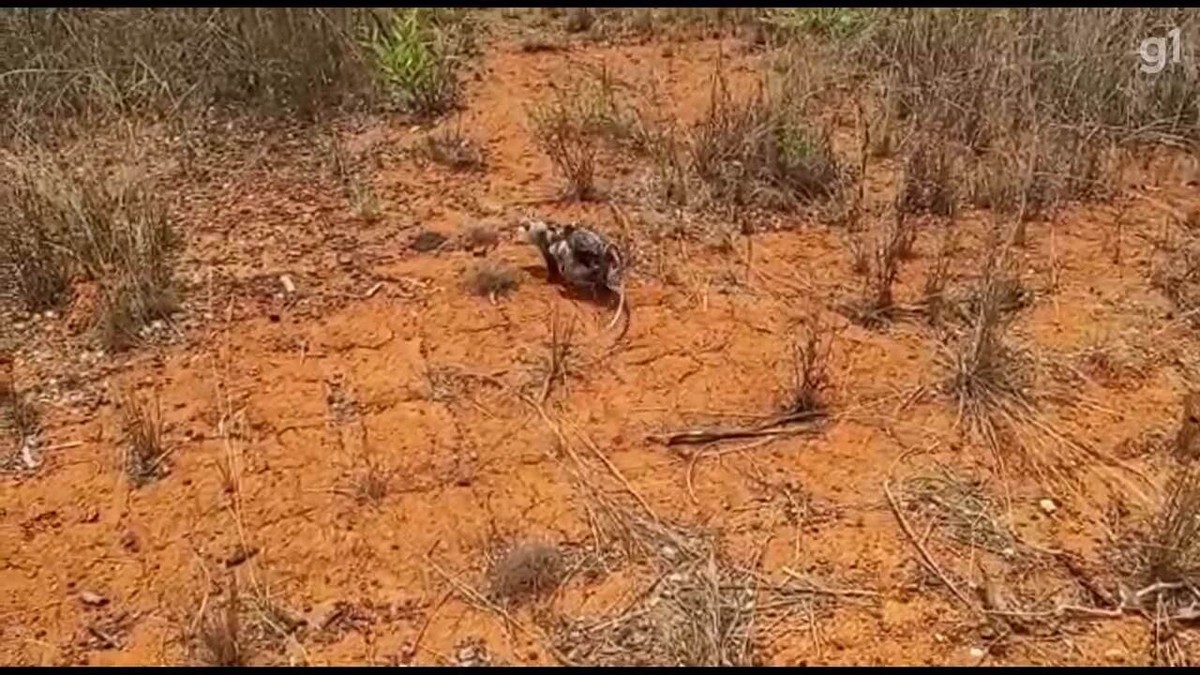 VÍDEO: dois saruês são resgatados em forro de casa no DF | Distrito ...