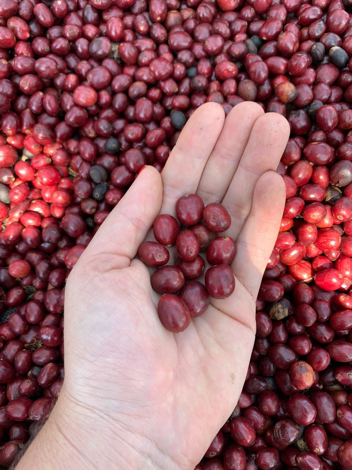 Produtoras de café canéfora em Rondônia podem se inscrever em concurso ...