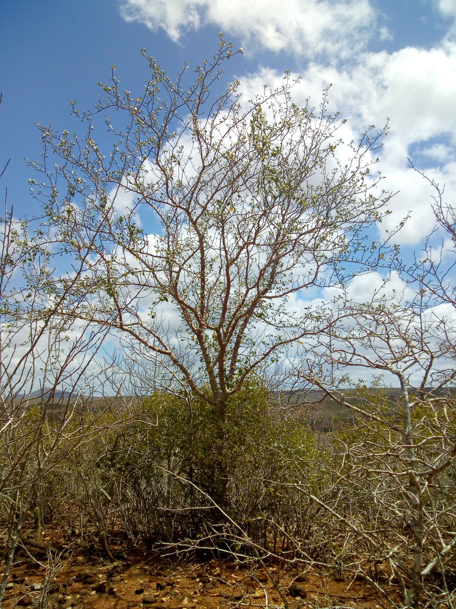 Faveleira, planta típica da Caatinga, deu nome à primeira comunidade de ...
