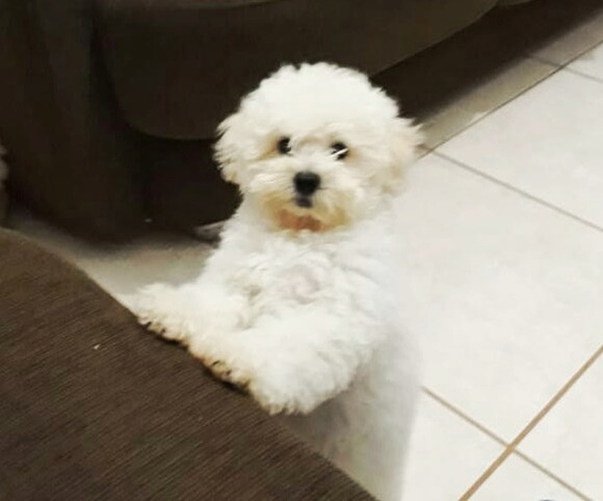 Cuidados especiais com os filhotes garantem uma vida longa e saudável ...