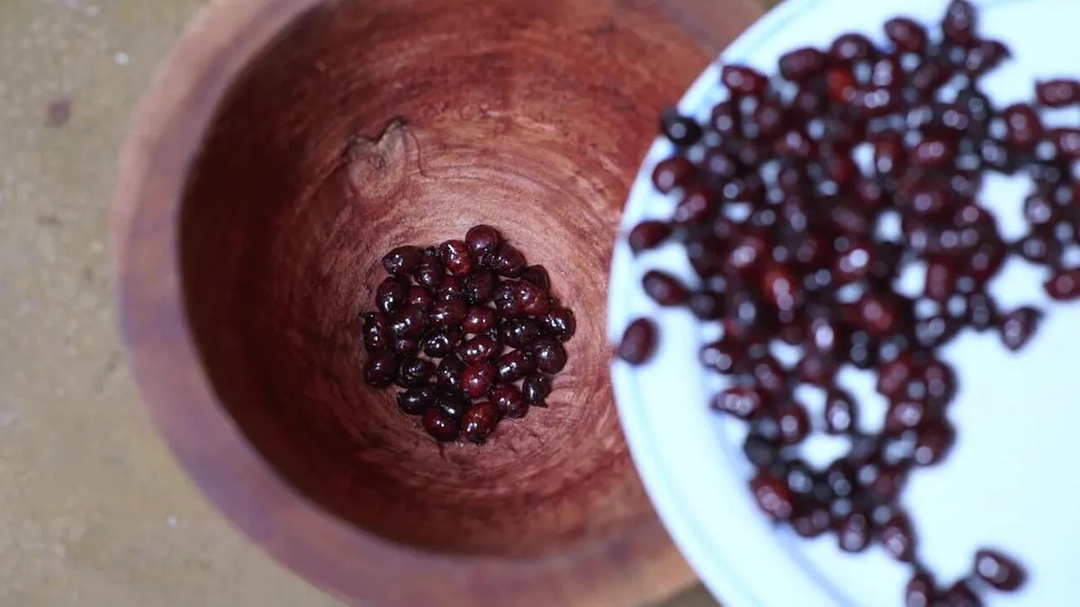 Comunidades no Ceará preservam hábito de comer formiga frita; conheça ...