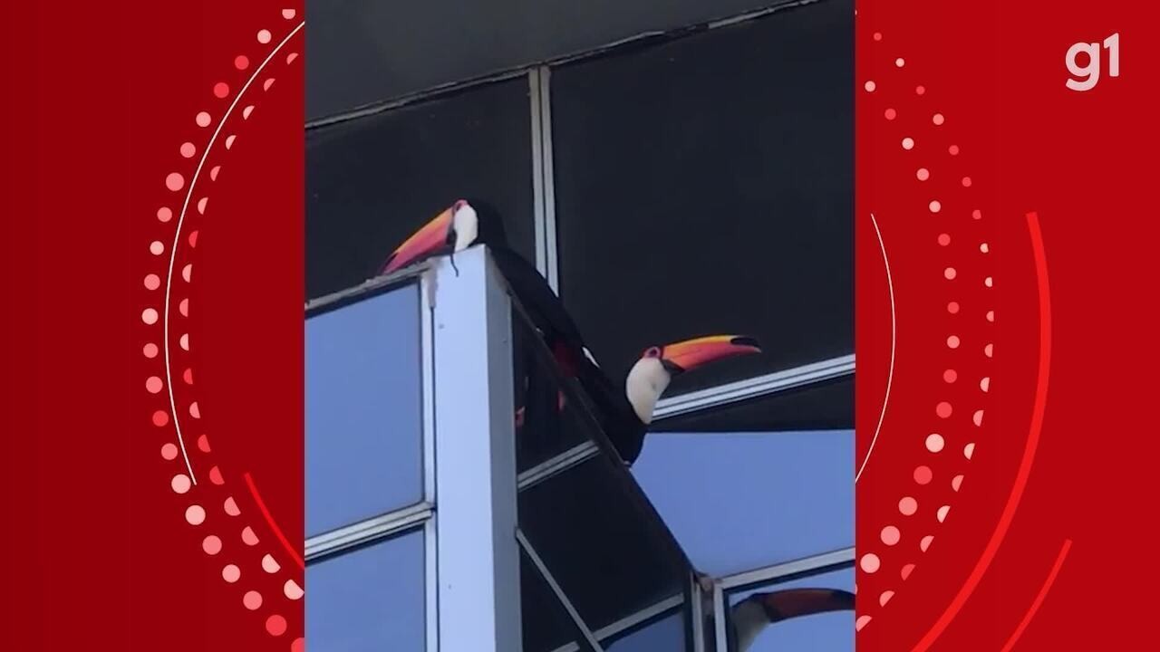 Casal de tucanos chama a atenção de moradores em avenida movimentada de ...