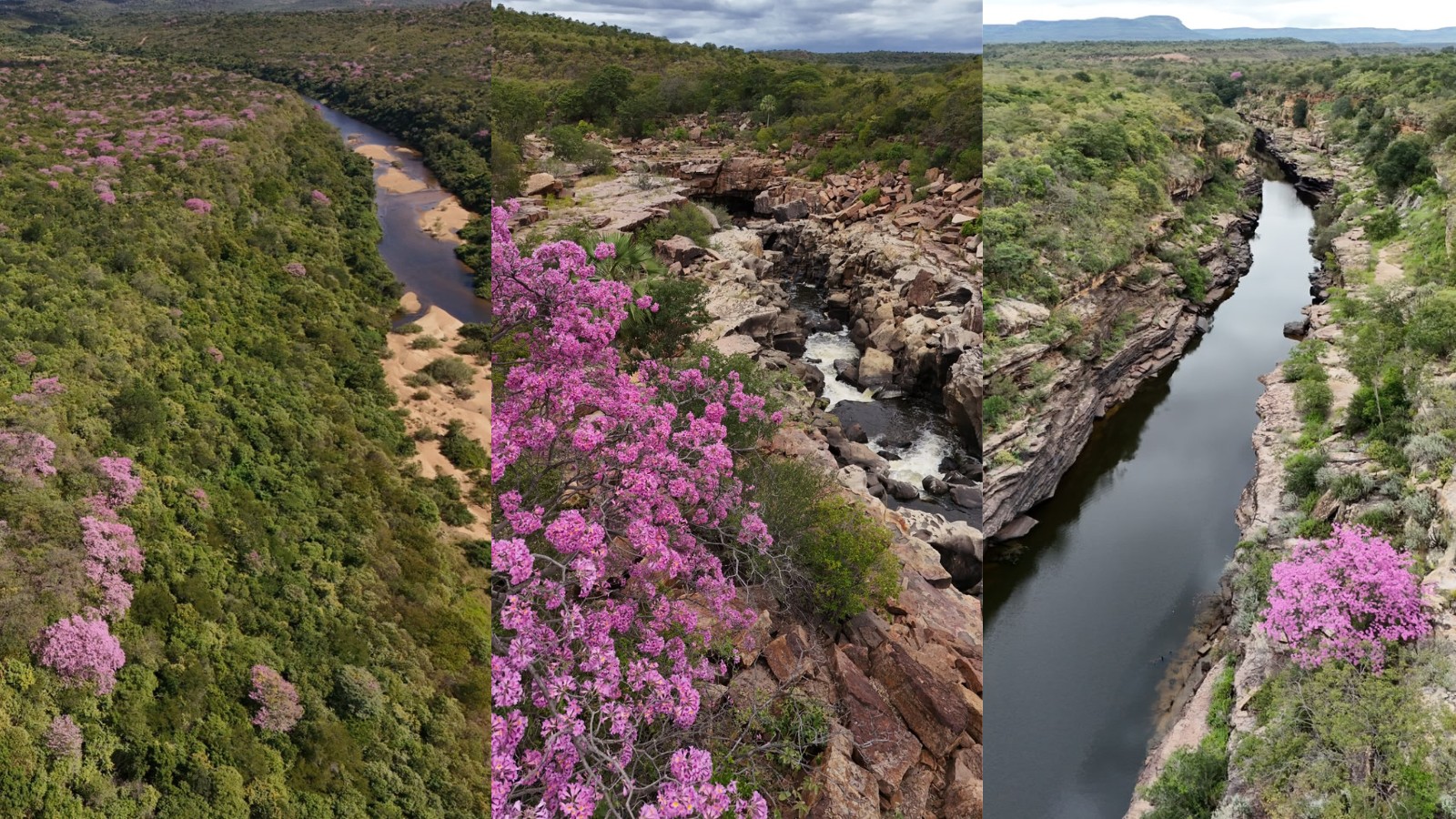 Ipês-rosa no Cânion do Poti: florada colore a Caatinga no Piauí | G1
