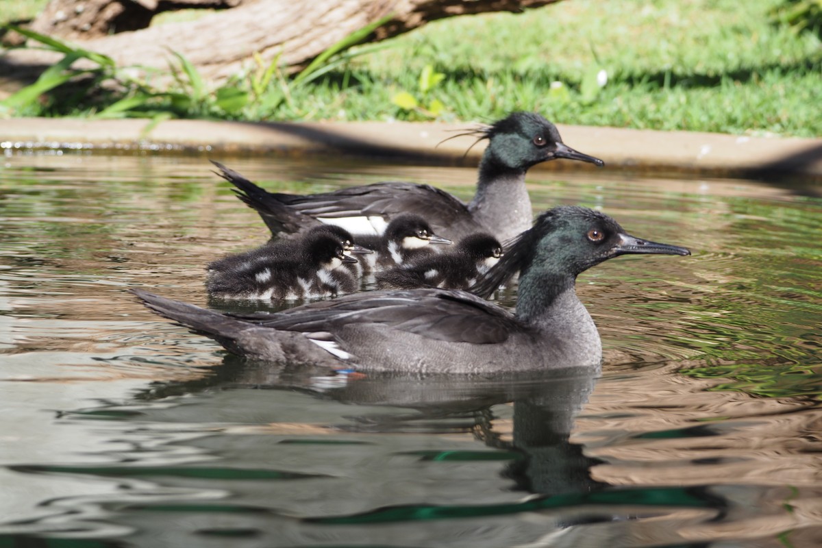 Pato ameaçado de extinção se reproduz de forma natural pela primeira ...