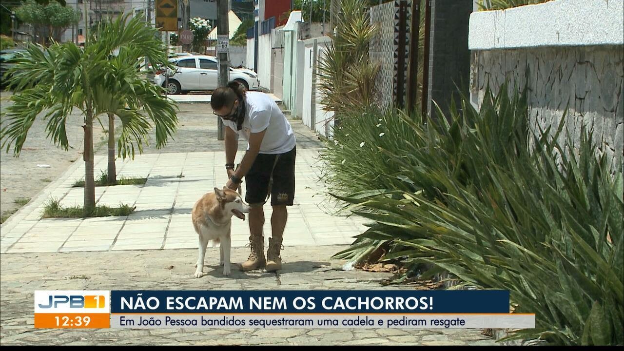 Cadela é sequestrada e devolvida a tutor após pagamento de resgate, em ...