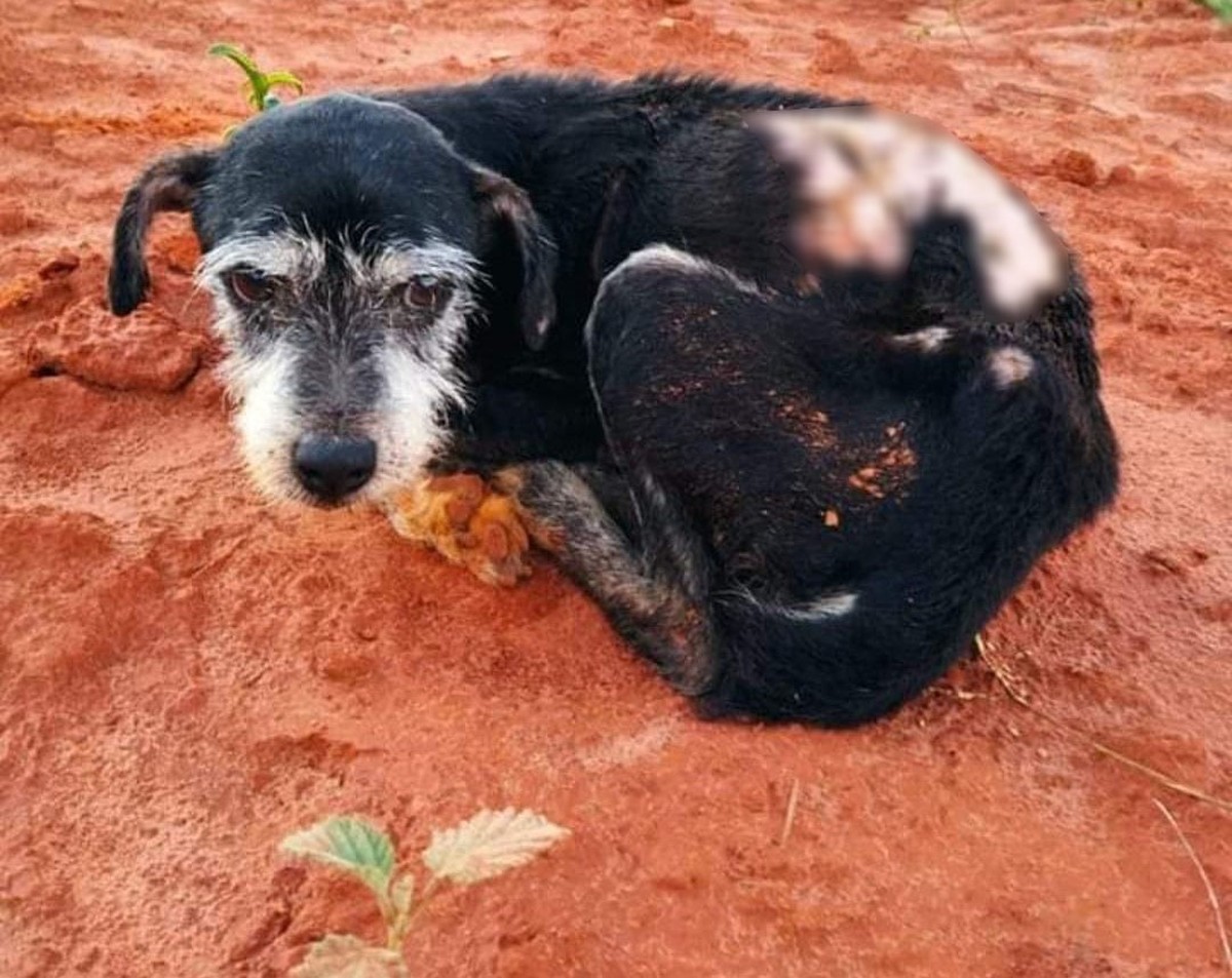 Idoso é multado em R$ 3 mil após abandonar cachorro em estrada rural de ...