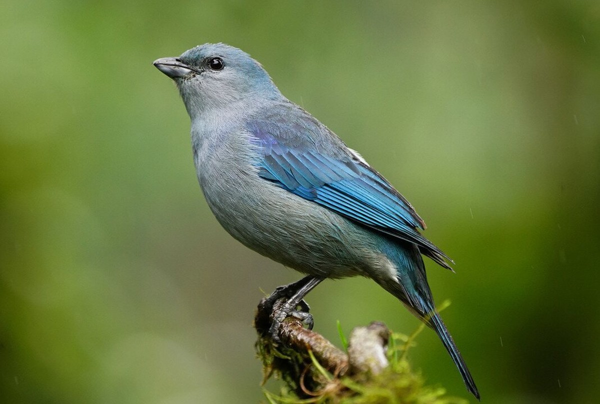 Big Day: observação de aves une admiradores pelo mundo | Especiais | G1