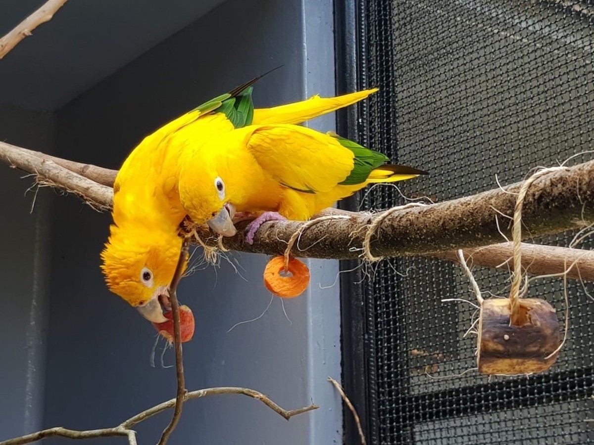 Espécie ameaçada de extinção, ararajubas formam casal para vida toda e ...