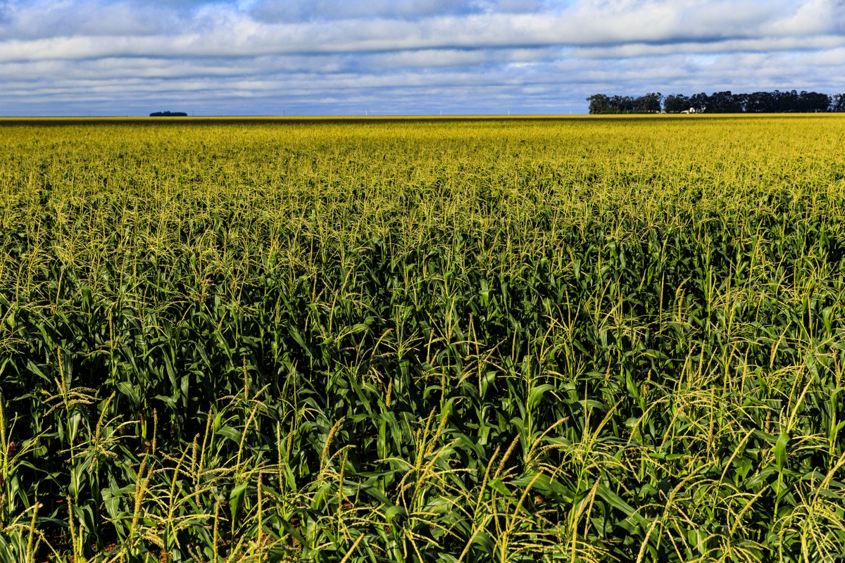 Brasil supera EUA e se torna maior exportador de milho do mundo ...