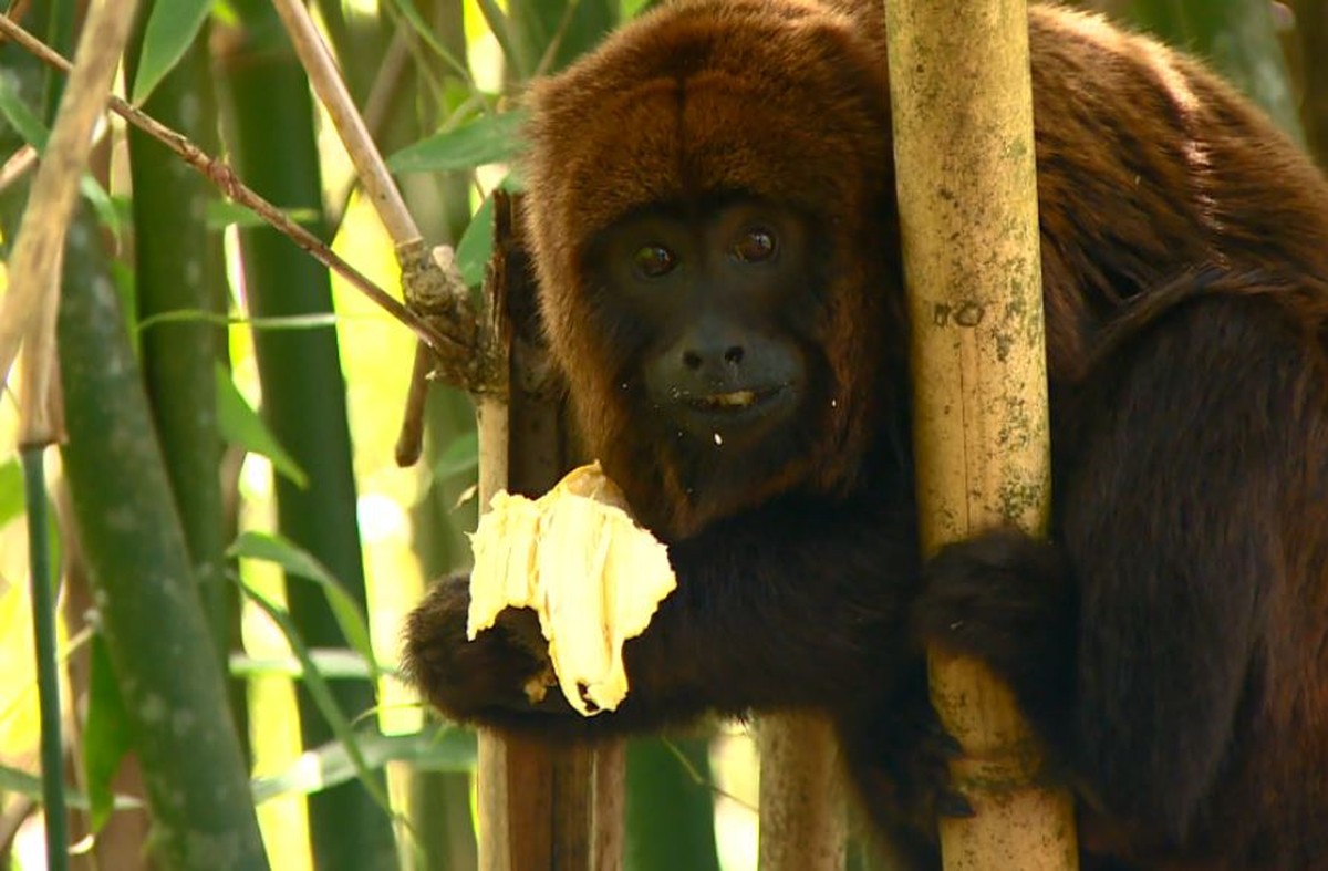 Bugio vira amigo de produtor rural no Sul de Minas Gerais | Terra da ...