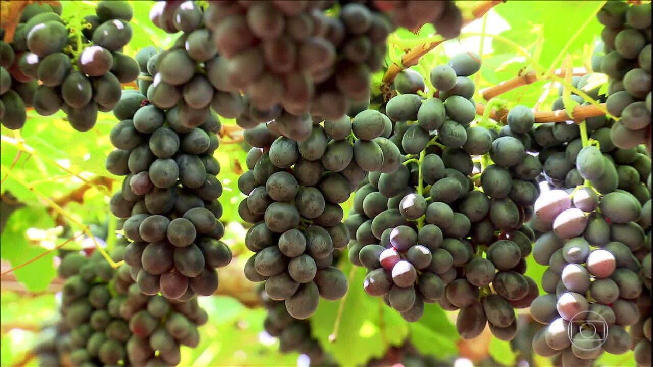 Saborosa, sem caroço e produtiva: conheça a uva BRS-Vitória | G1