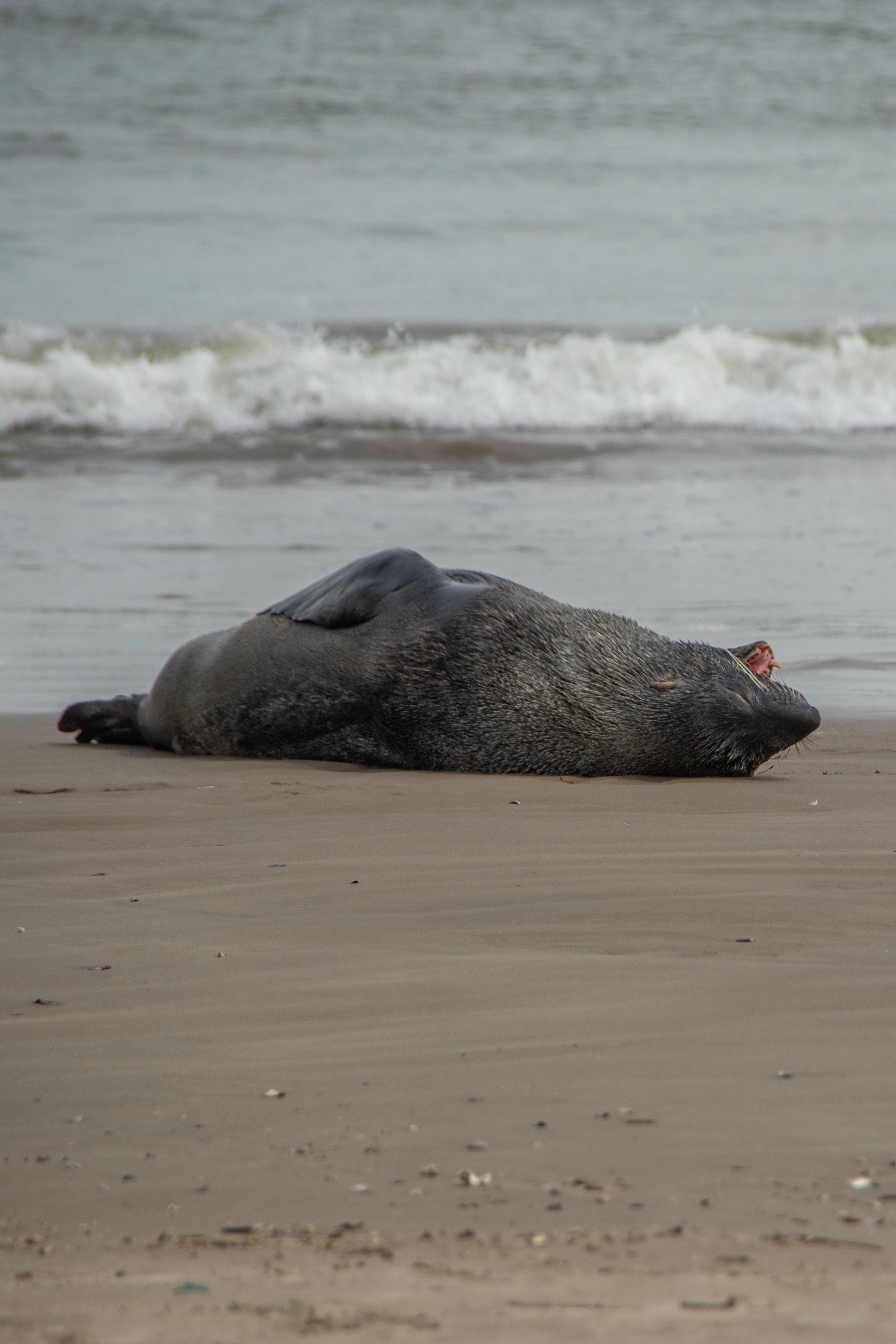 Lobo-marinho volta para o mar e deixa SC após 'passeio' por praias ...