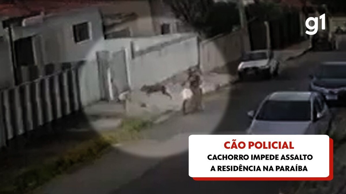 Cão Policial Morde Suspeito E Impede Assalto A Residência Em João