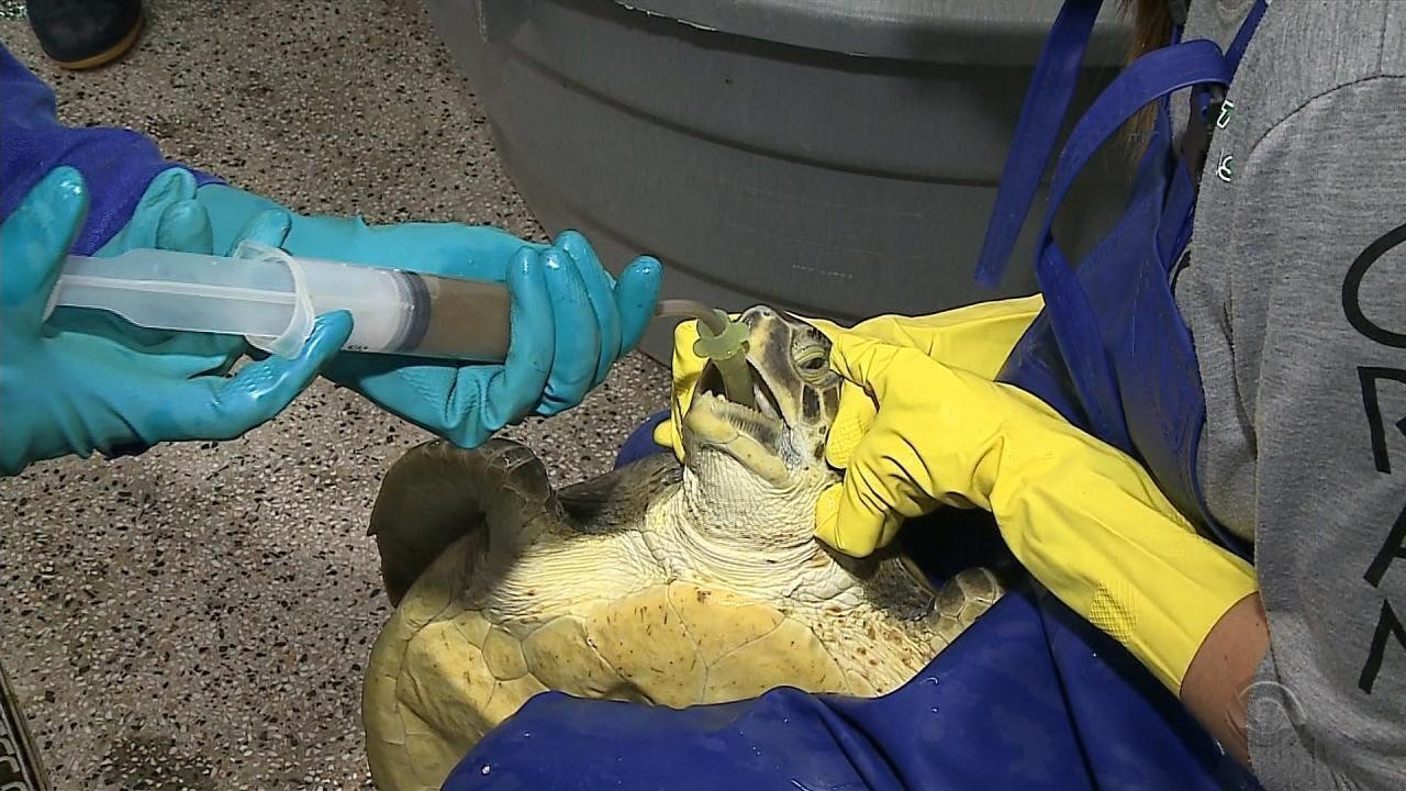 Canudos de papel ou bambu podem não ser tão sustentáveis; estudo belga encontra 'substância ...