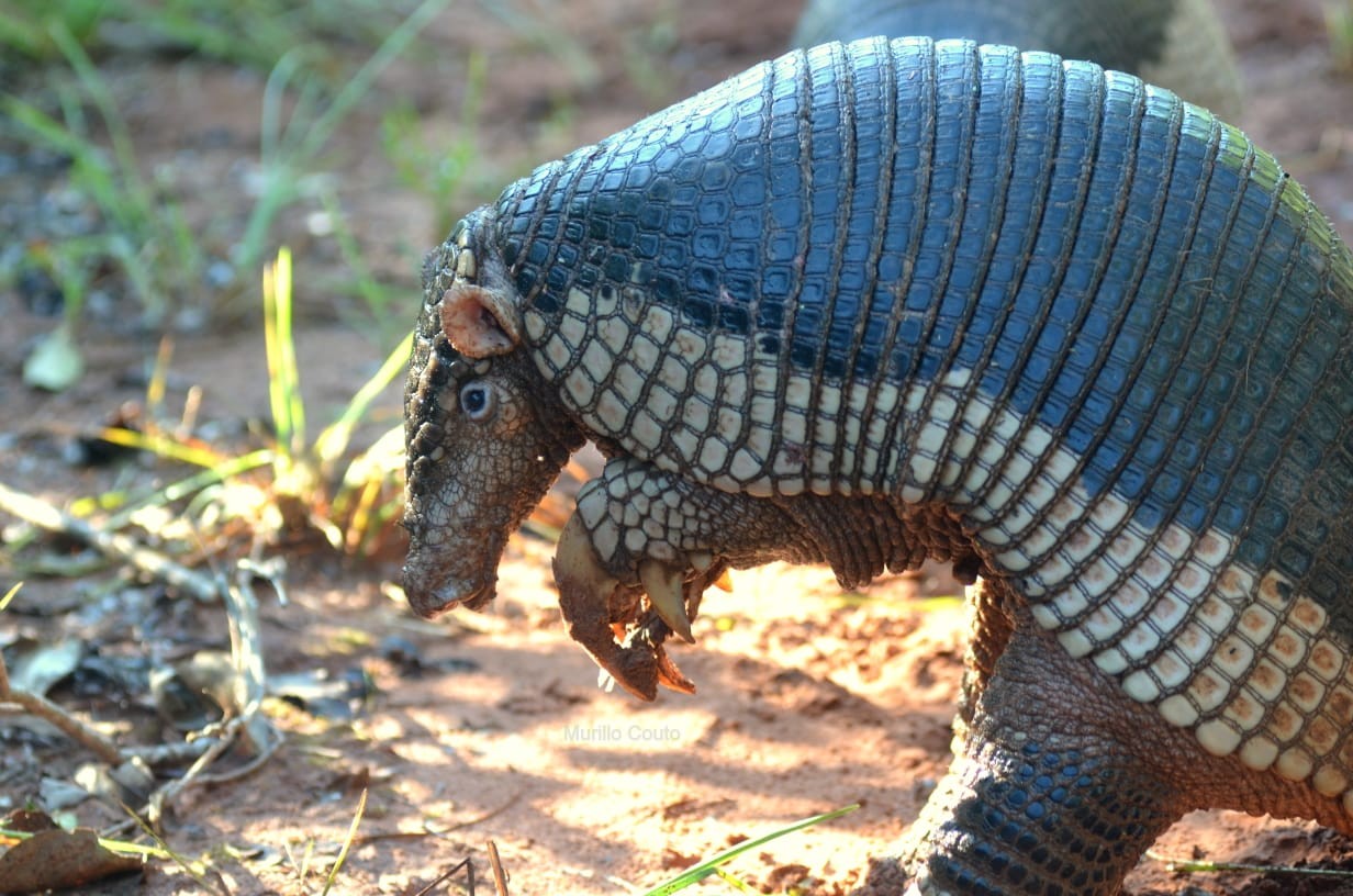 Você conhece os tatus que vivem no Brasil? | Terra da Gente | G1