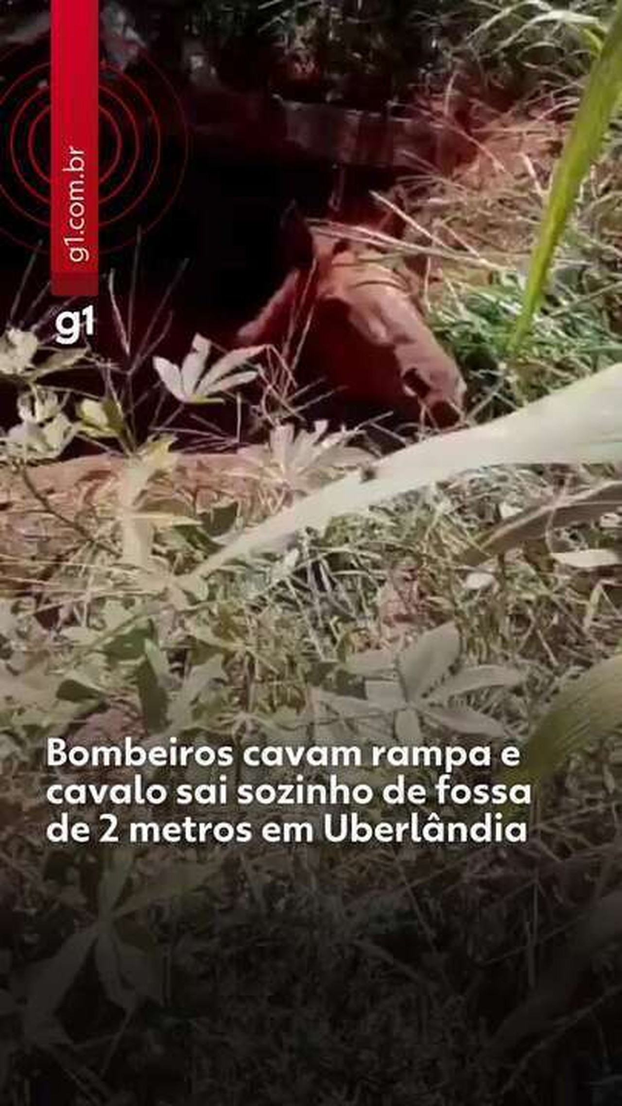 VÍDEO: Bombeiros cavam rampa e cavalo sai sozinho de fossa de 2 metros | G1