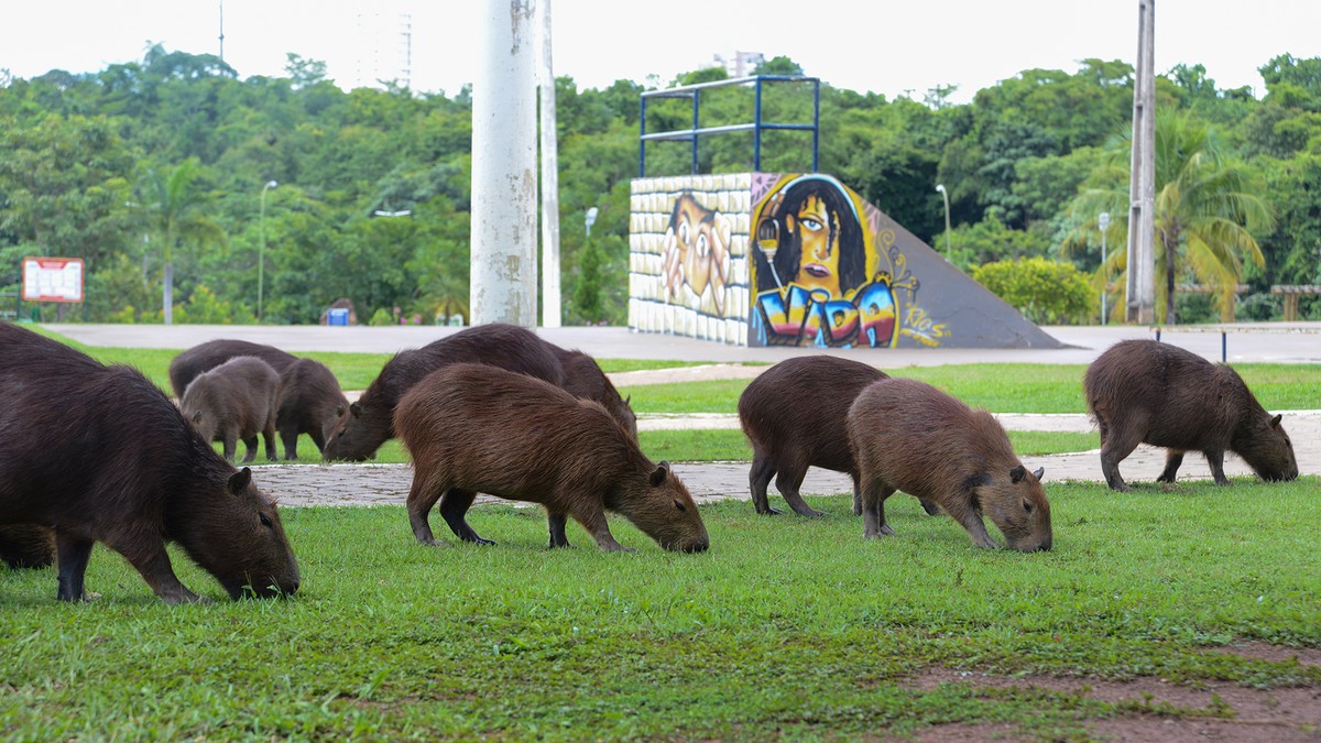 Por que existem tantas capivaras vivendo nas cidades? | Terra da Gente | G1