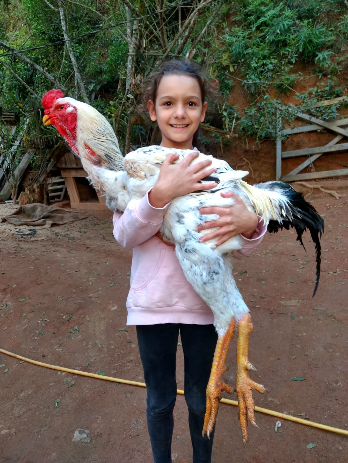 Galos gigantes vendidos por até R$ 6 mil medem mais de 1 metro e têm ...