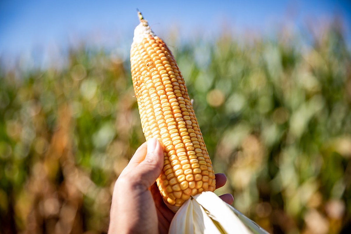 Brasil começa a receber milho argentino | Agronegócios | G1