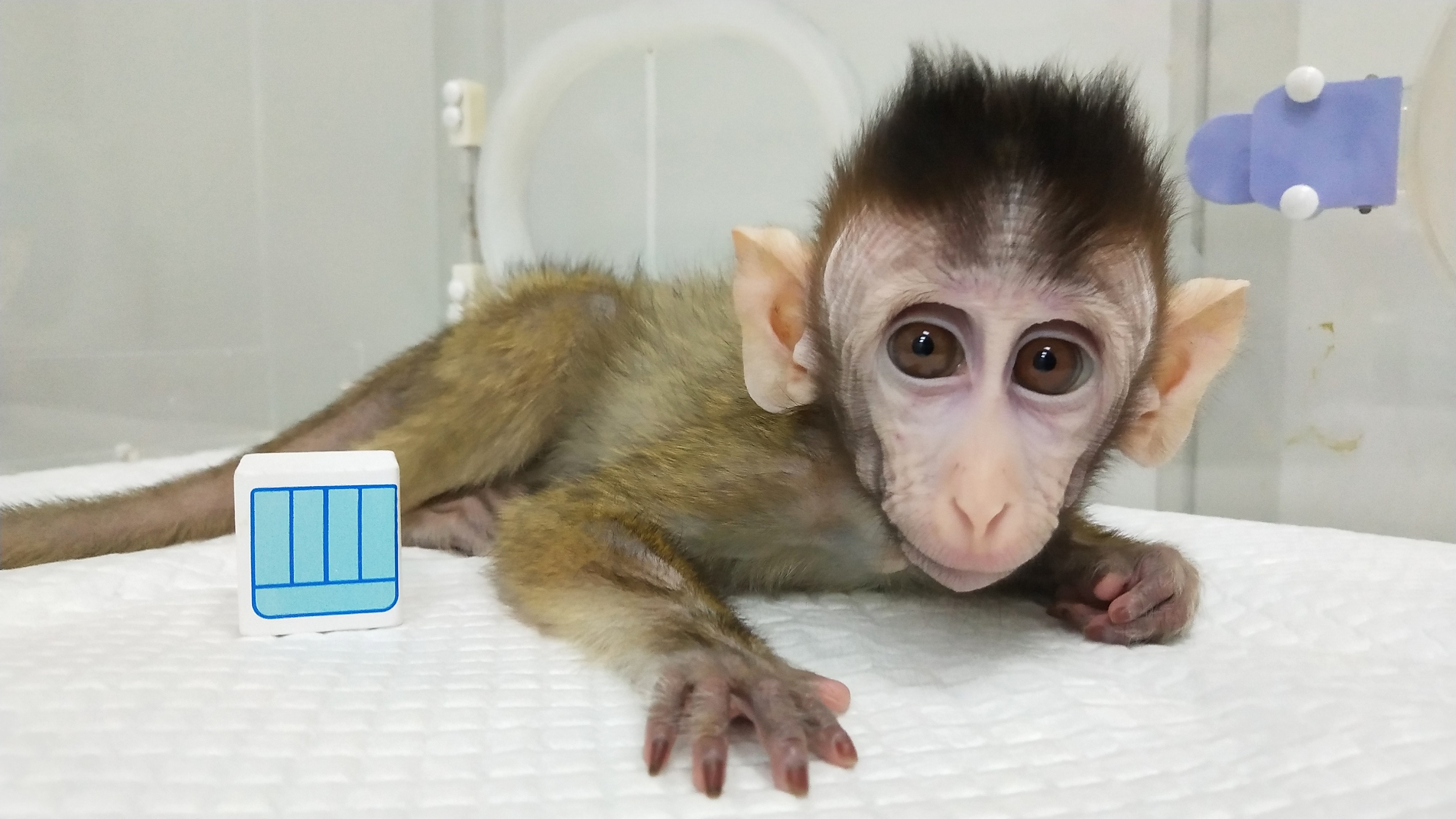China Clona Macacos Geneticamente Modificados Para Estudar Desordens