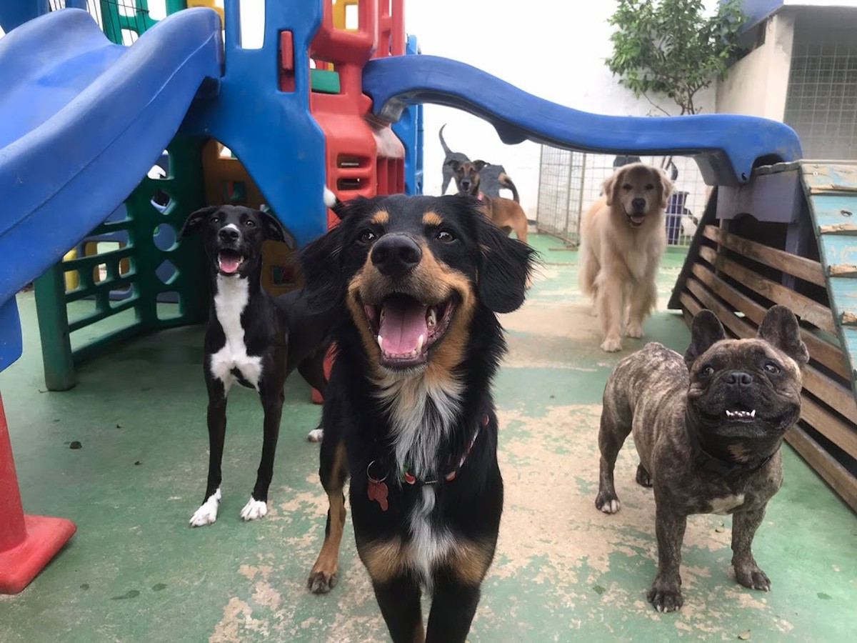 'Creche' para cães tem brincadeiras, aulas de obediência e até soneca ...