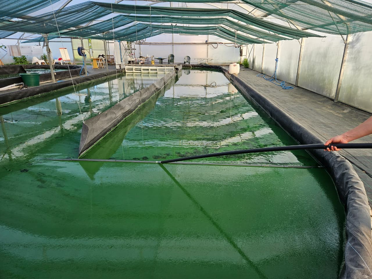 Microalga espirulina é aposta de startup do Amapá para exportação e saúde