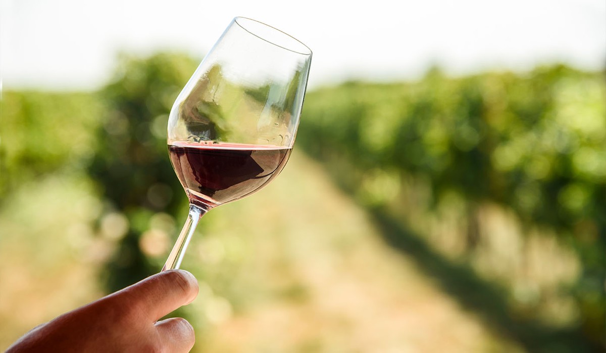 Por que o vinho tem aroma e gosto de tudo, menos que de uva? | Guia do ...