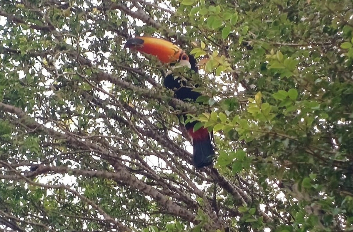 VÍDEO: tucanos são flagrados durante 'visita' em pé de jabuticaba que idosa cultiva no quintal ...