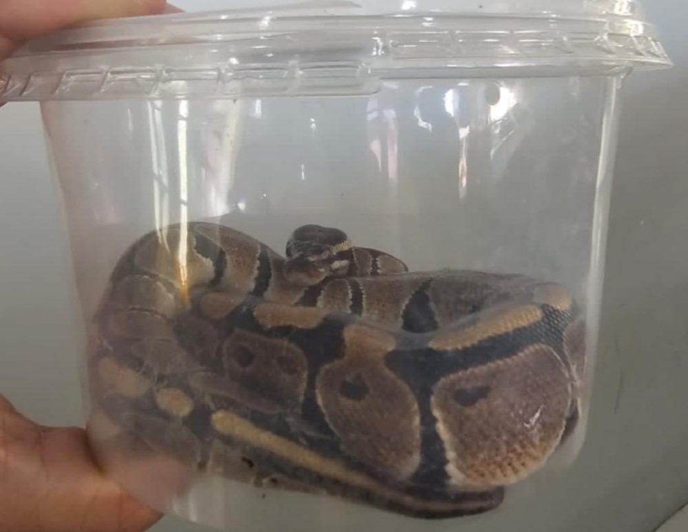 Usada em rituais de magia e nos porões de embarcações; conheça as ...