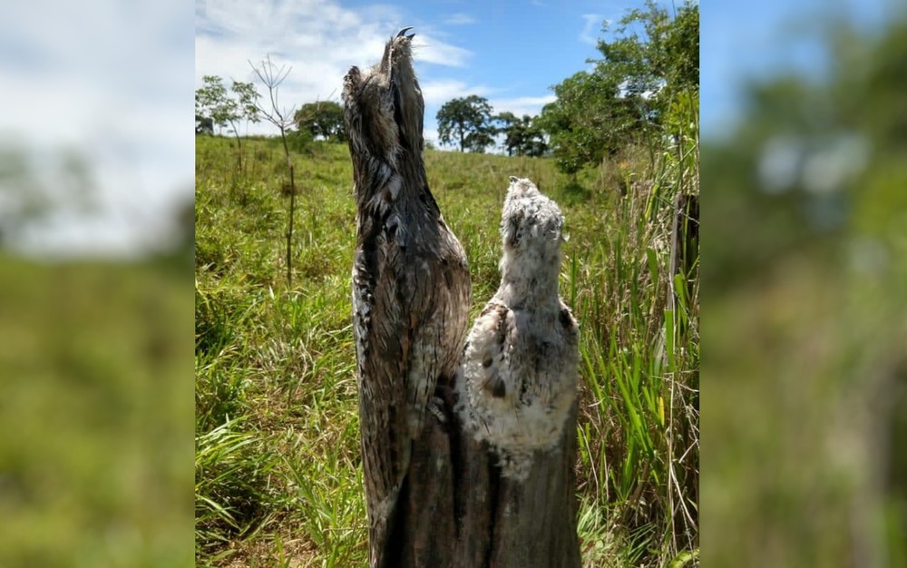 Urutau: conheça a ‘ave fantasma’ que tem o canto ‘apavorante’ e come ...