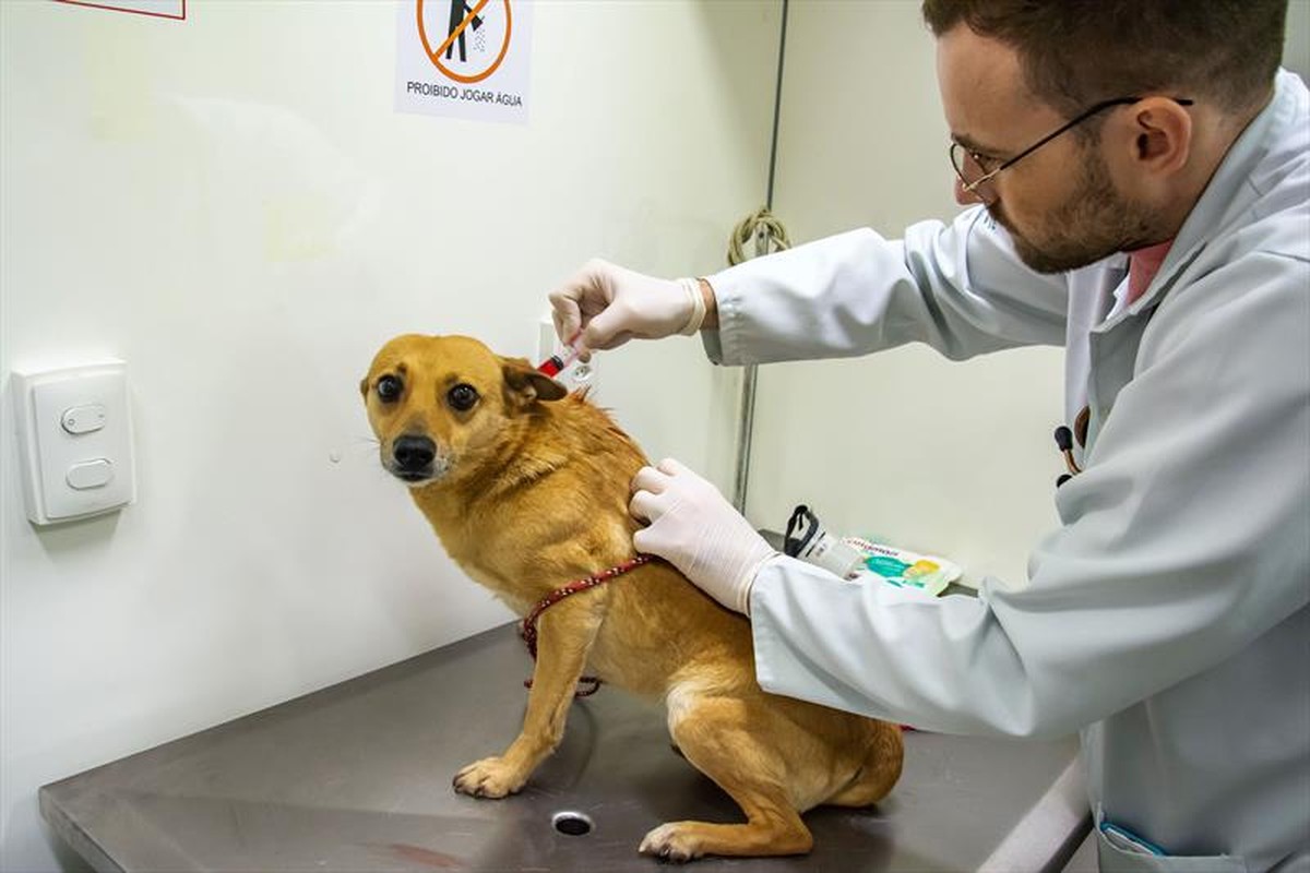 Curitiba abre cadastramento para castração gratuita de cães e gatos em ...