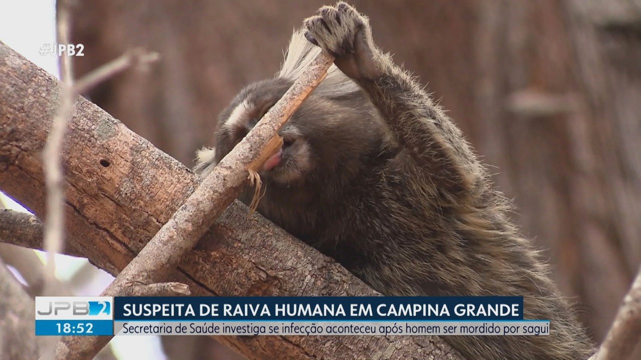 Suspeita de raiva humana: Homem internado foi mordido por sagui | G1