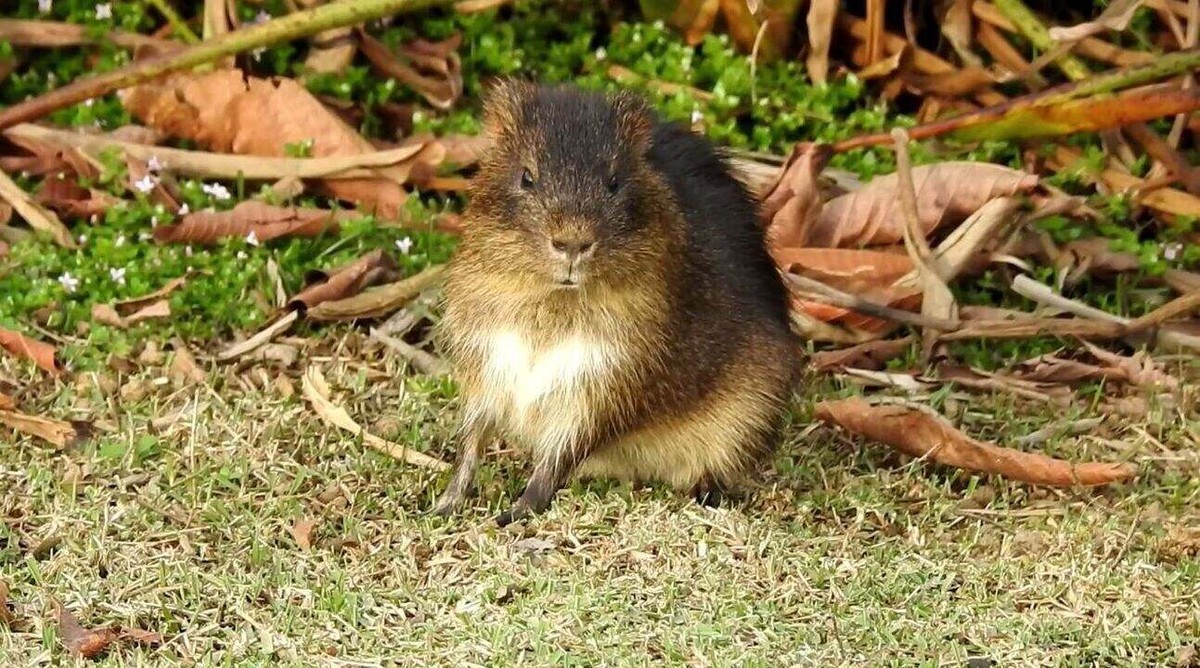 Preá é um mamífero comum em quase todo o Brasil