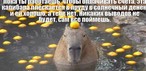O hype da capivara: buscas pelo animal crescem no Brasil e no mundo | G1