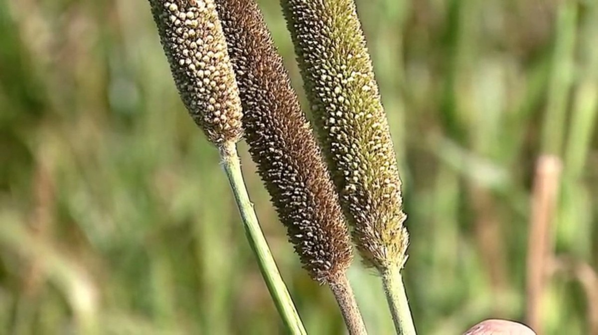 Milheto é alternativa nutritiva para cobertura de solo nos Campos ...