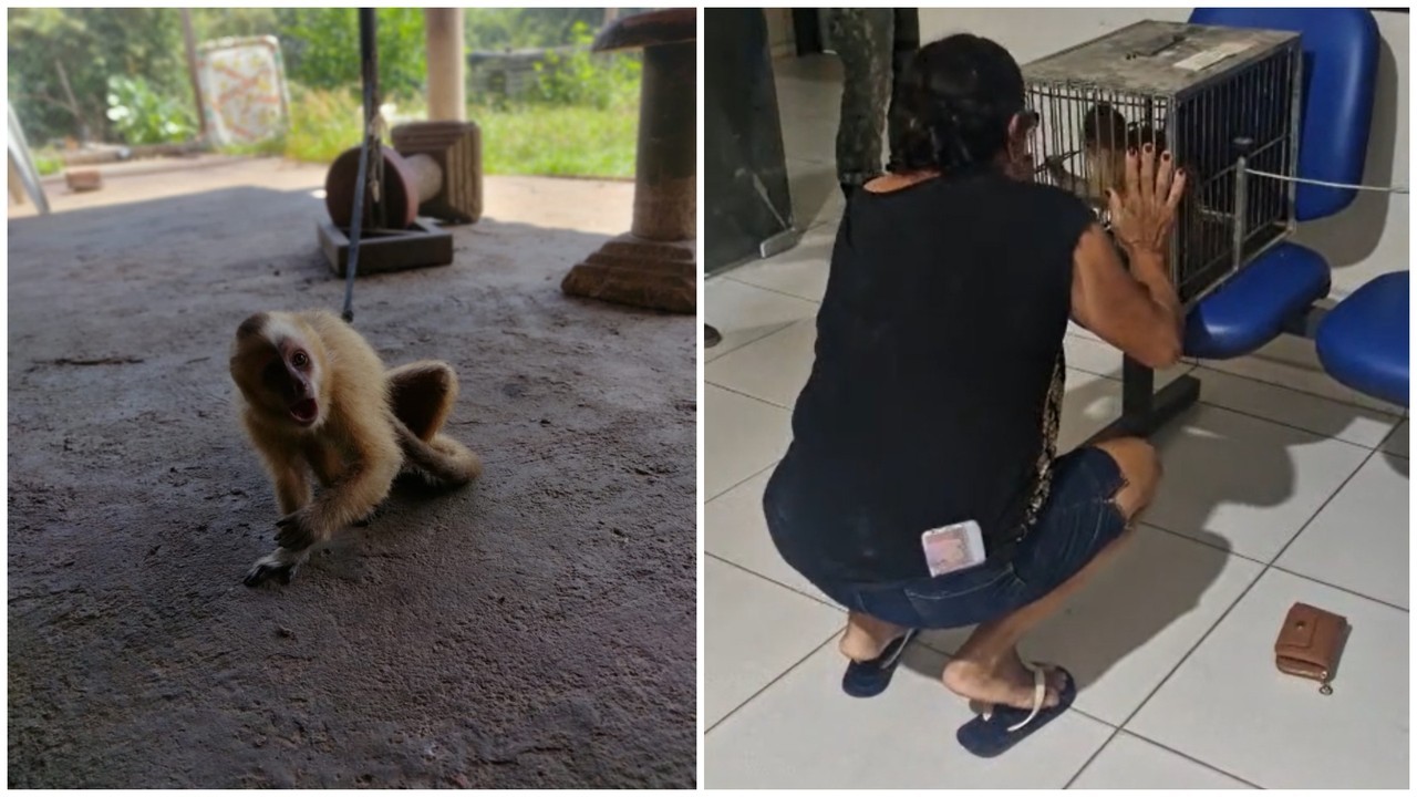 Idosa viraliza após ter macaco de estimação apreendido no Ceará | G1