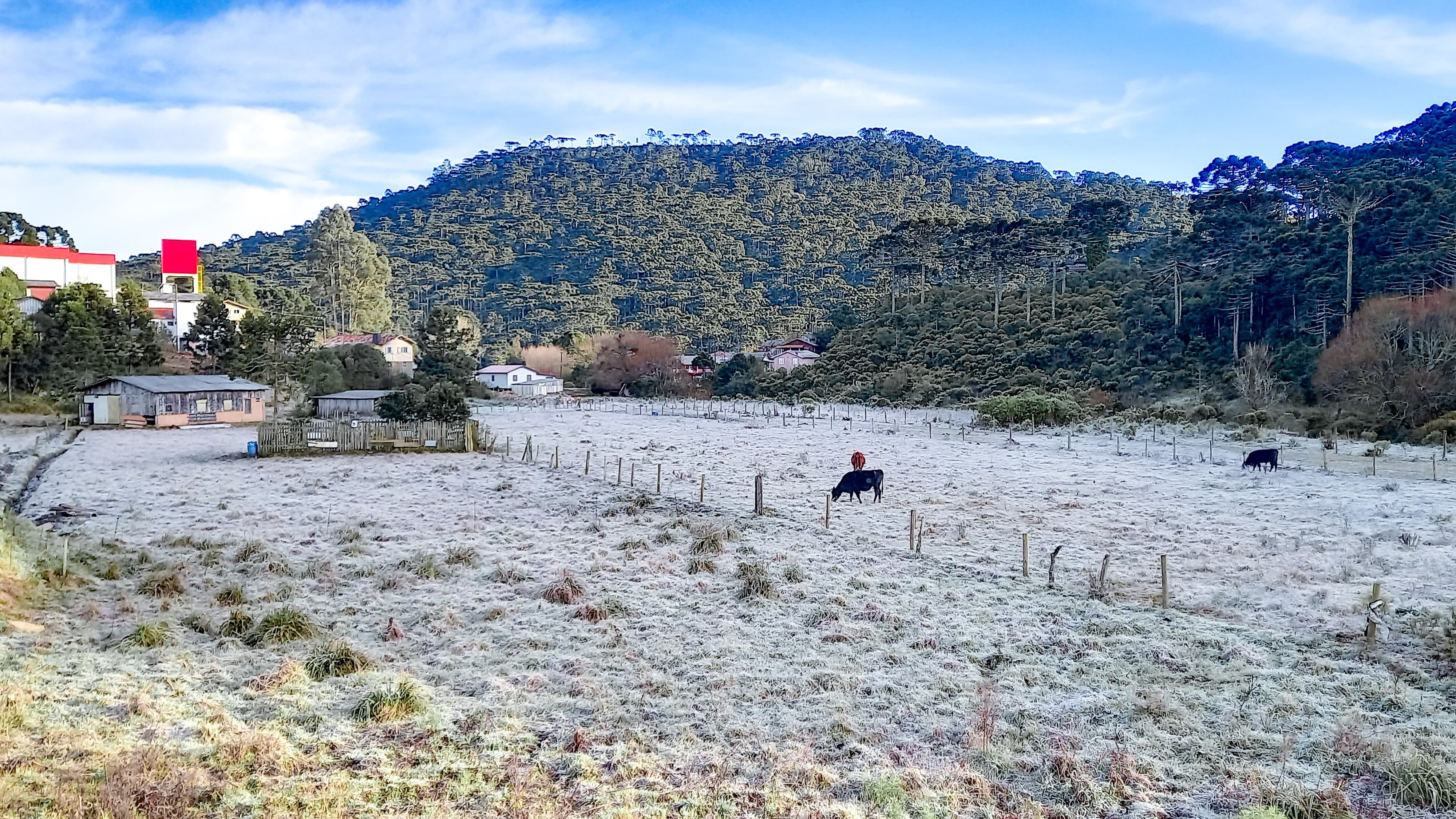 Frio tardio, com formação de geada na primavera, e chuva dentro da ...