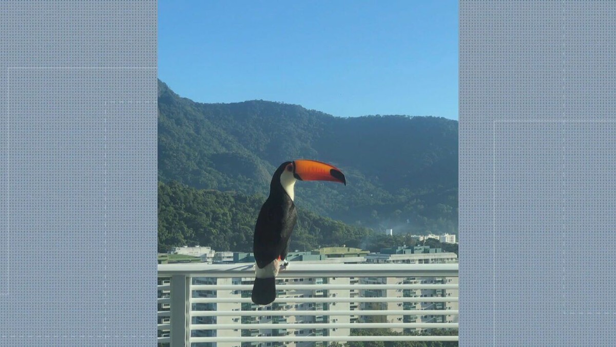 Moradores de condomínio na Barra da Tijuca recebem visita de tucano ...