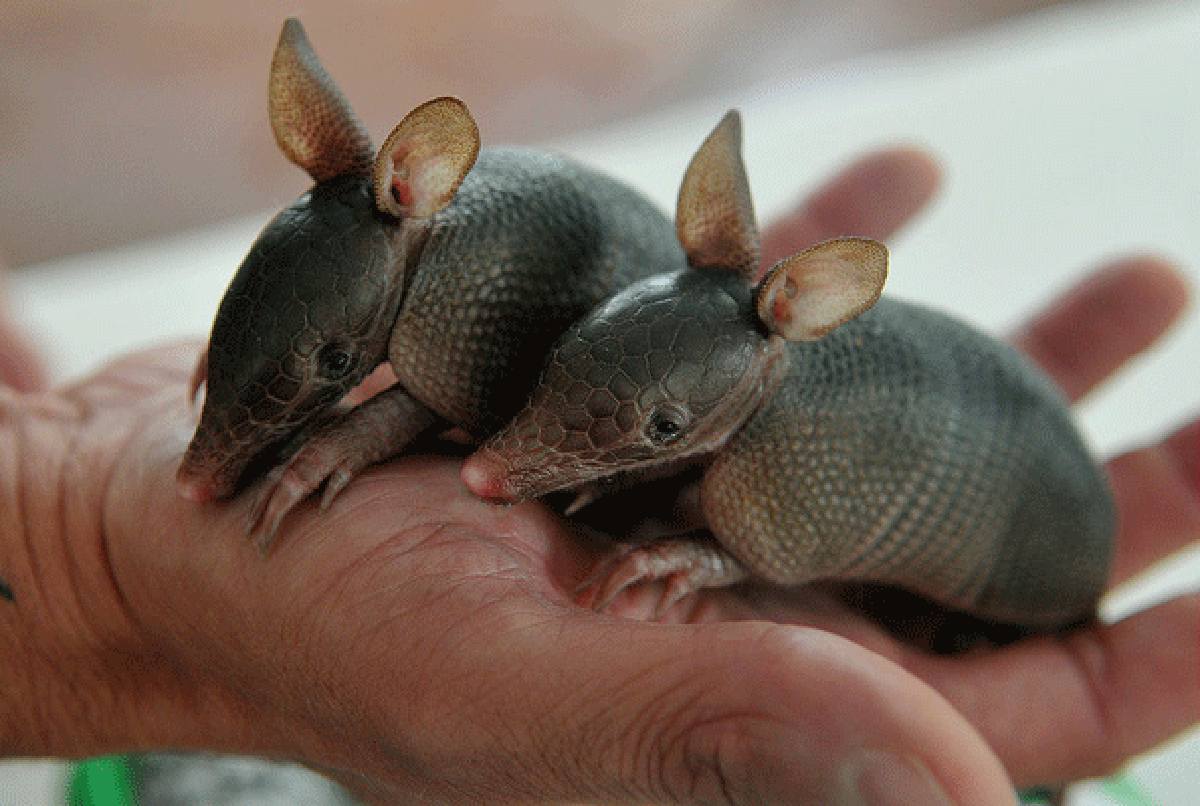 Filhotes de tatu resgatados na Chapada recebem cuidados do Zoo de ...