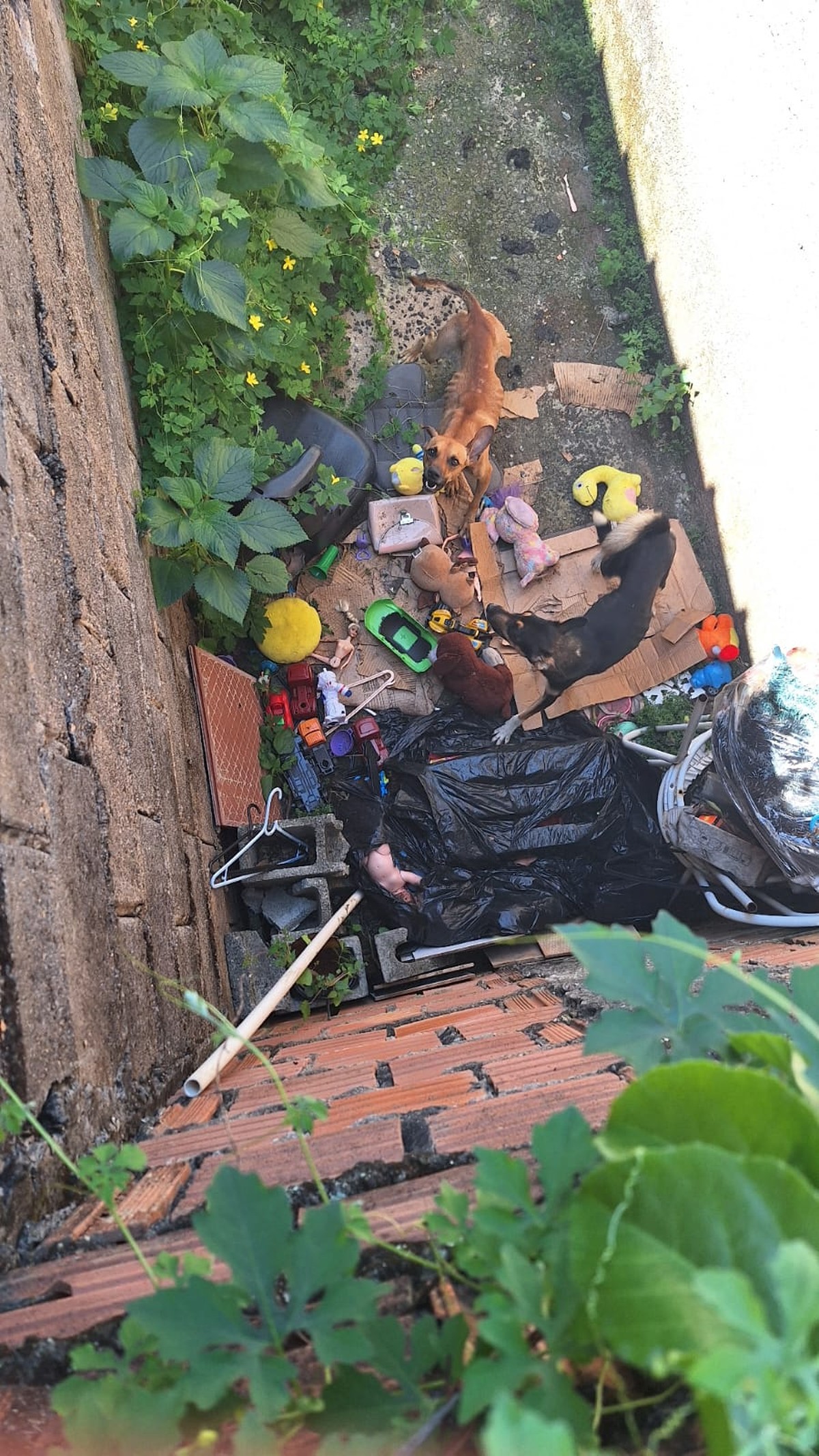 Homem é multado em R$ 6 mil por maus-tratos contra dois cachorros em ...