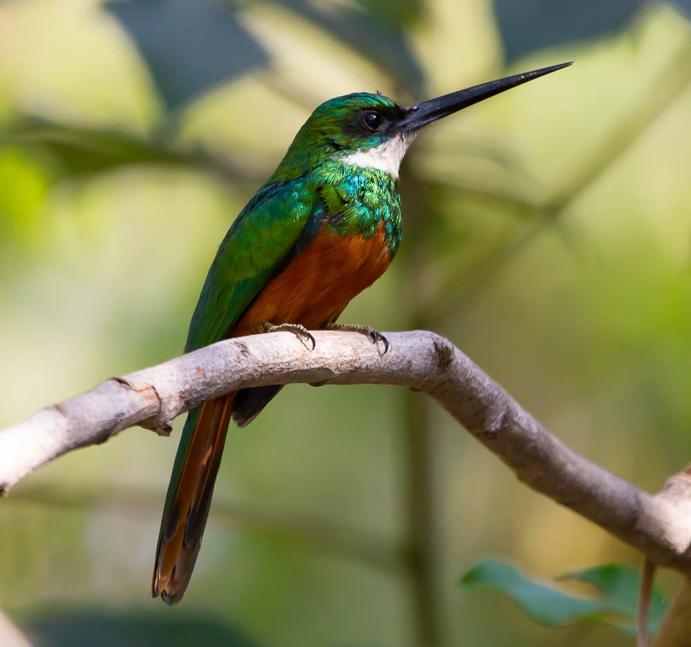 FOTOS: Onça-pintada, sucuri e pássaros: veja flagras de animais ...