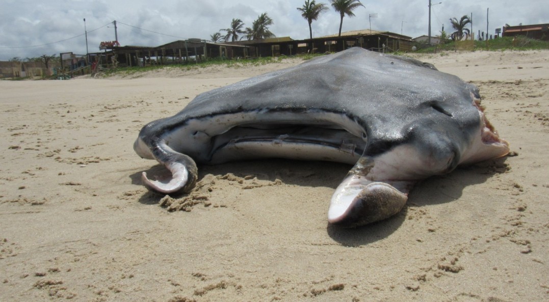Raia considerada rara é encontrada morta e amputada em praia de Sergipe ...