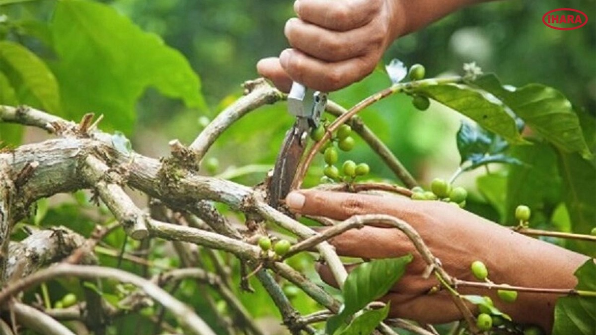 Poda do café pode aumentar produtividade em 20%: saiba qual utilizar | Ihara | G1