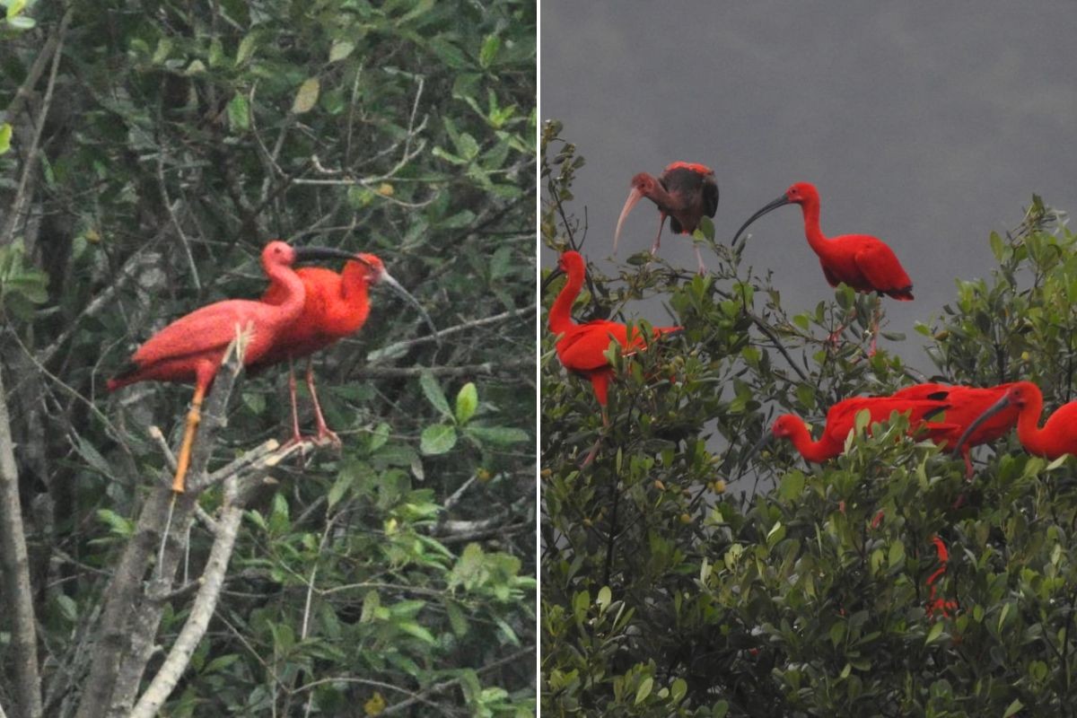 Especialistas colocam bonecos idênticos a guarás e atraem mais de 400 ...