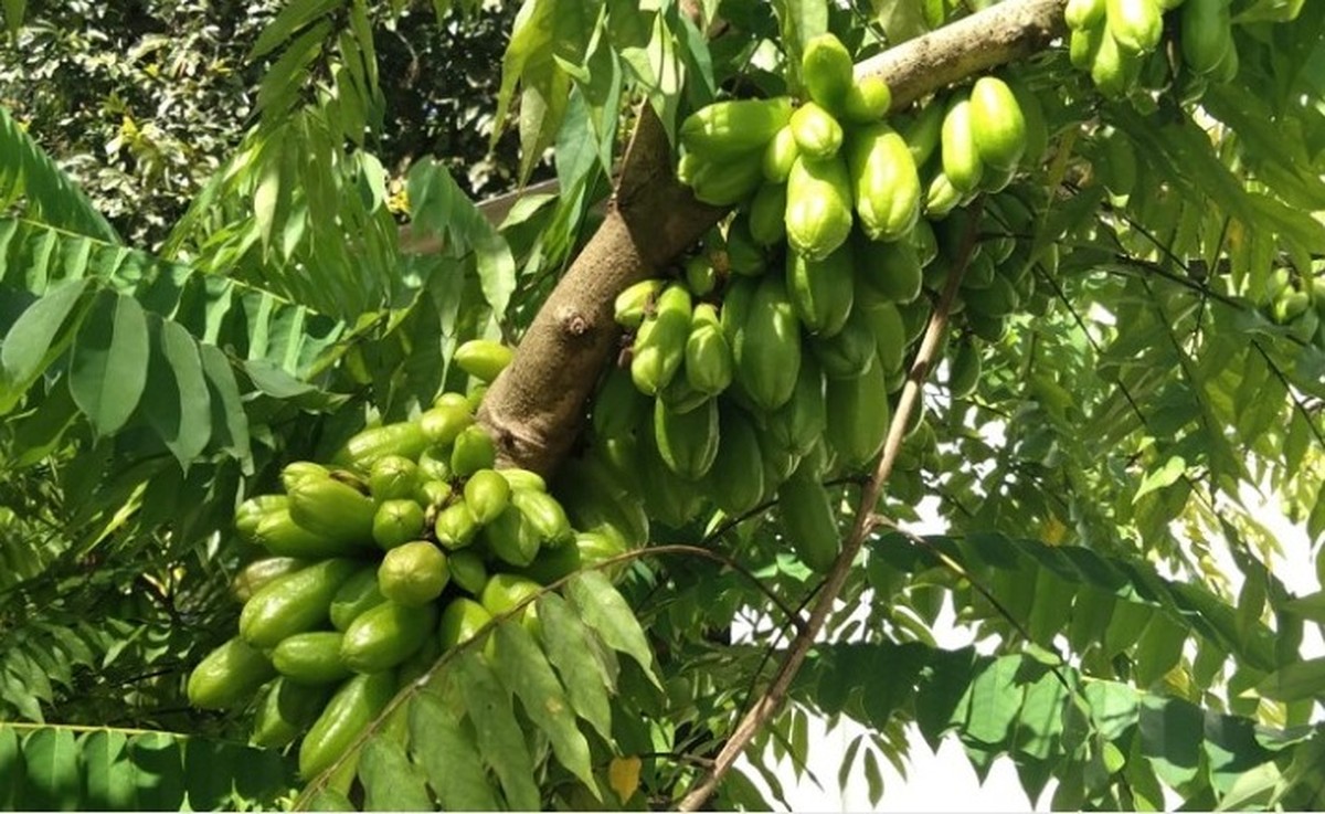 Conheça a Biribiri, fruta azeda que traz benefícios para a saúde | Mais ...