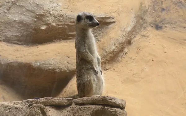Vida Dos Suricatos Pi Suricata Suricatta Wikipedia, La Enciclopedia