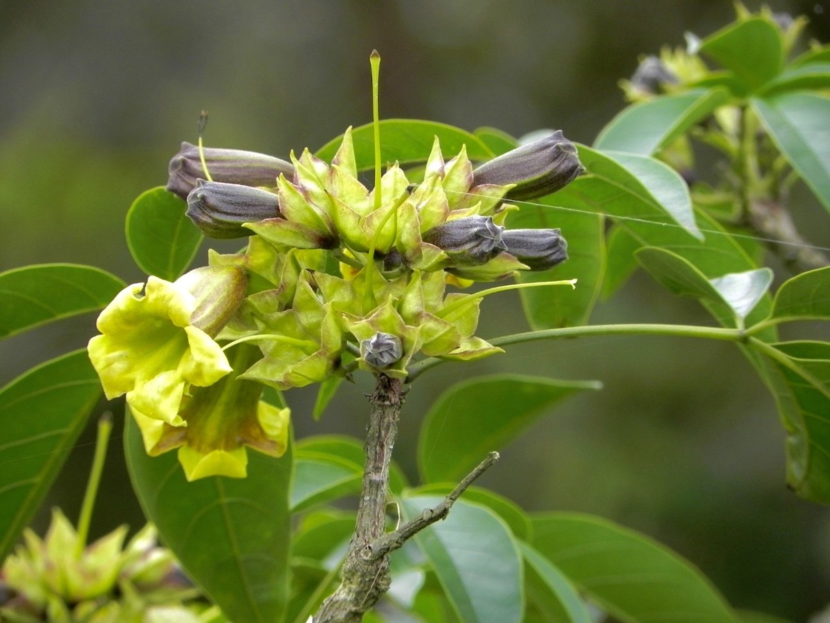 'Pouco conhecido': ipê-verde é nativo e apresenta propriedades ...