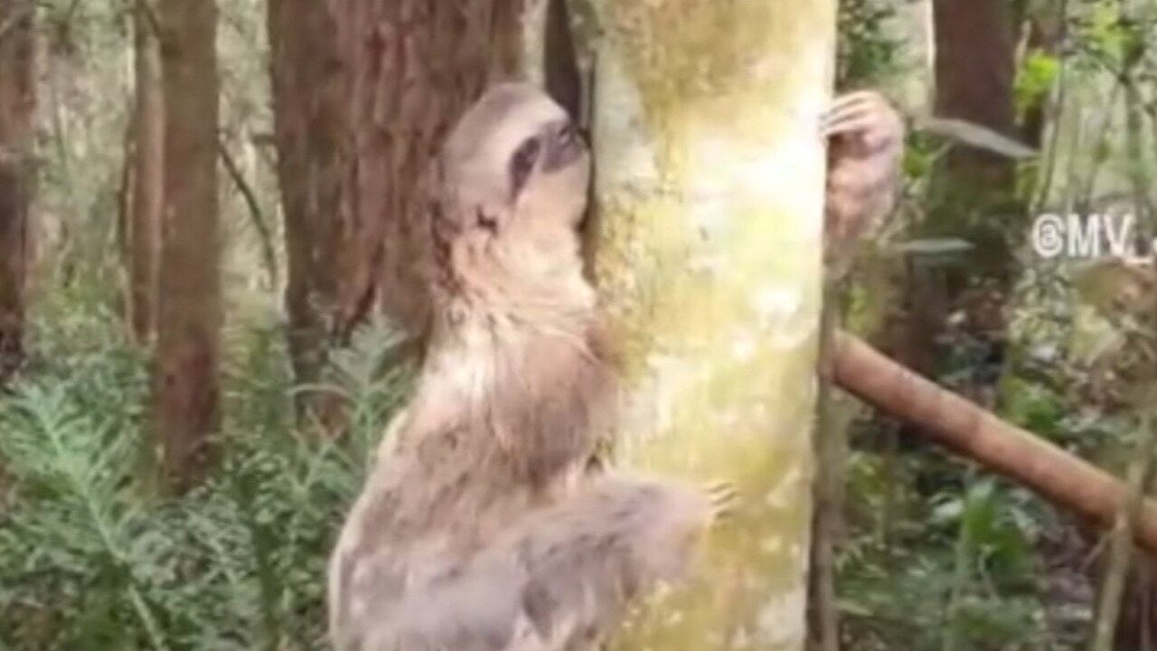 Bicho-preguiça que nasceu sem braço é resgatado em estrada