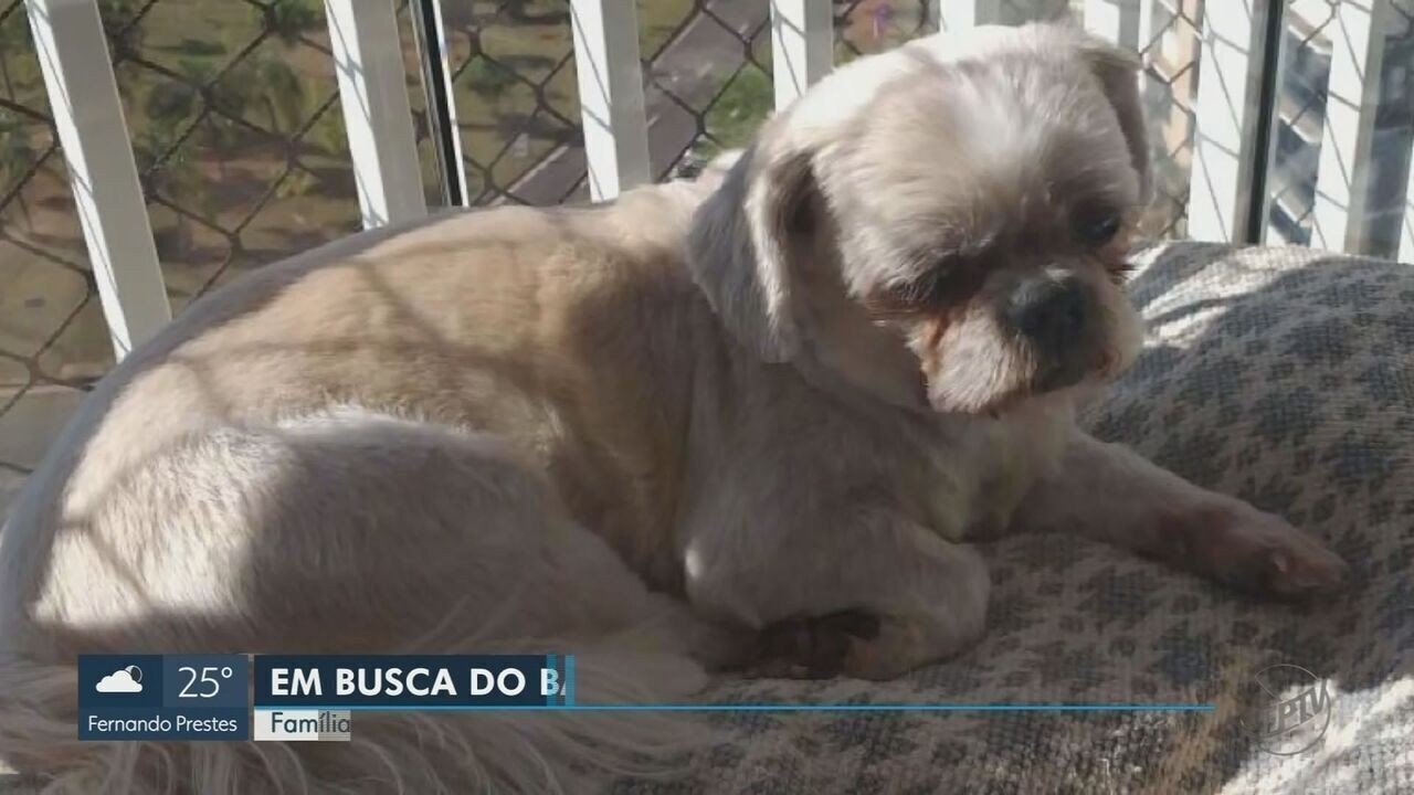 Busca por shih-tzu que sumiu de hotel pet desperta solidariedade de desconhecidos em Ribeirão ...
